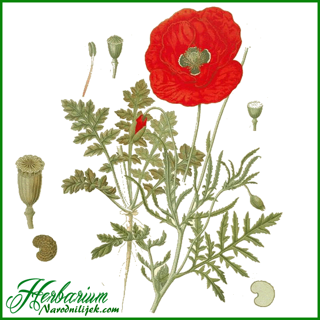 Herbarium - Mak divlji ili Turčinak