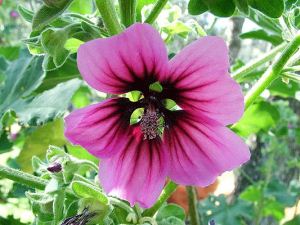 Ljekovita svojstva Crnog sljeza