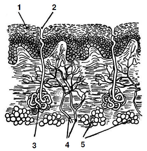 Najveći organ našeg tijela - Koža