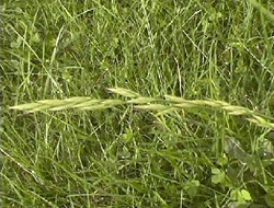 Herbarium - Pirevina