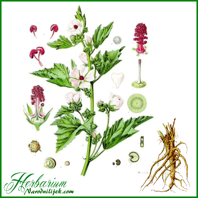 Herbarium - Sljez bijeli