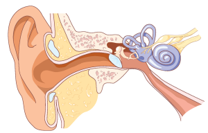 Liječenje infekcije uha prirodnim putem